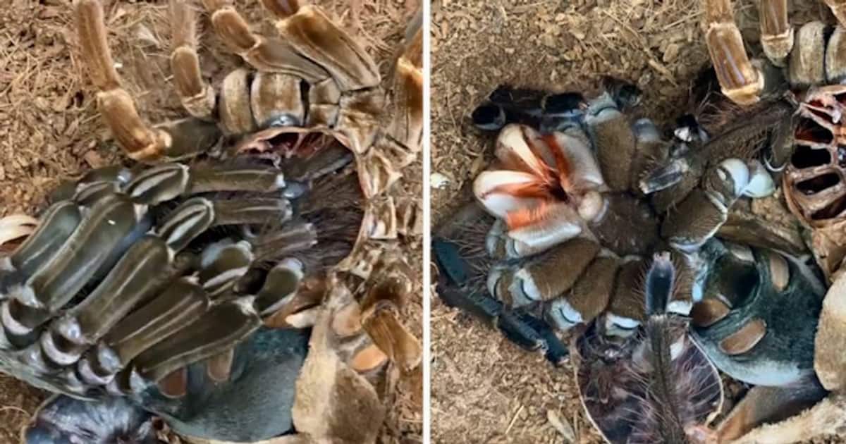 Ever seen a Tarantula shedding its bone? Watch fascinating yet creepy video