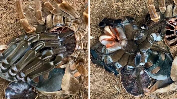 Ever seen a Tarantula shedding its bone? Watch fascinating yet creepy video