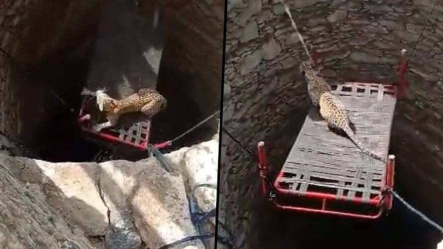 Leopard rescued from an open well; netizens demand action: watch video