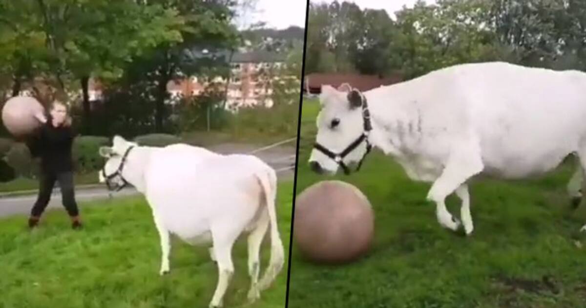 Watch: A cow playing football has been winning the hearts of netizens ...