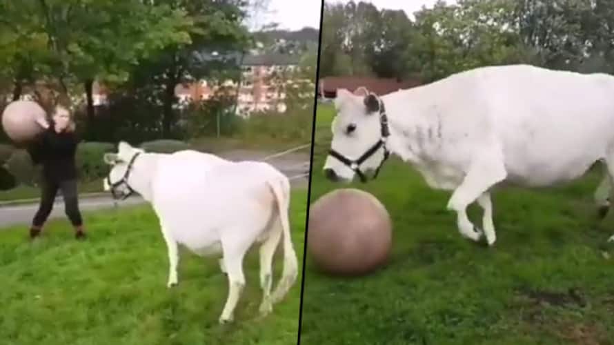 Watch: A cow playing football has been winning the hearts of netizens ...