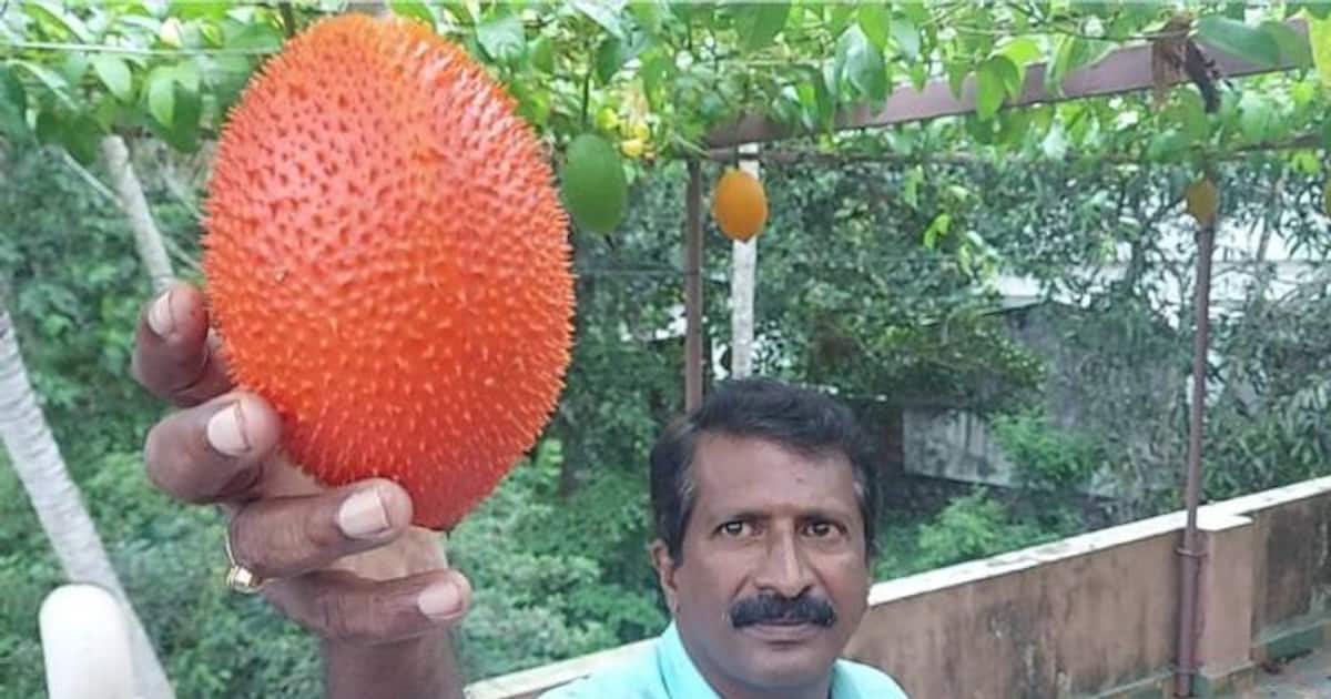 പറുദീസയിലെ ഈ കനി ഊരൂട്ടമ്പലത്തെ നയനത്തിലും, ഗാഗ് ഫ്രൂട്ടെന്ന വിസ്മയം