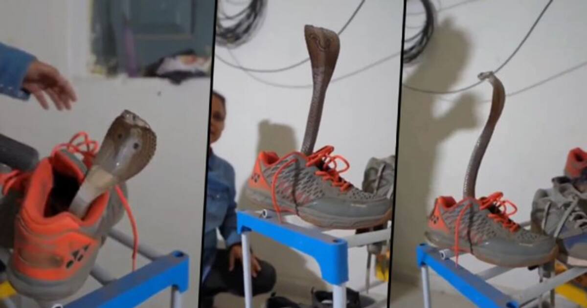 Snake hide inside shoe rescued by trained personnel; scary video goes viral