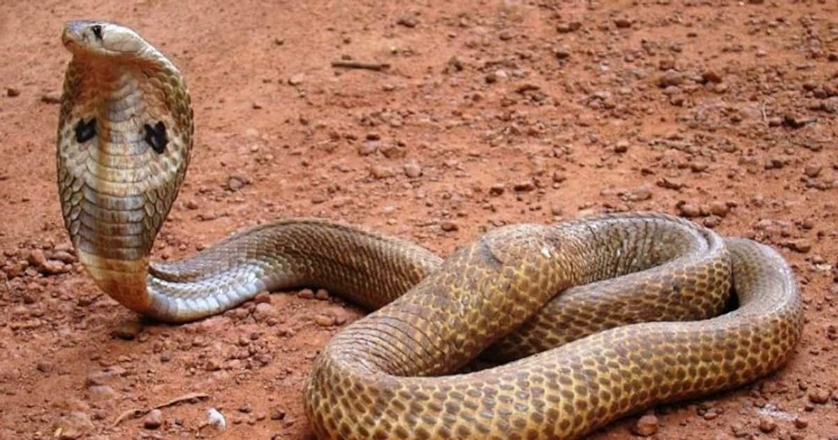 വീടിനുള്ളില്‍ മൂര്‍ഖന്‍ പാമ്പ്, ചാണകം ഉപയോഗിച്ച് പുകച്ച് ചാടിക്കാനുള്ള ...