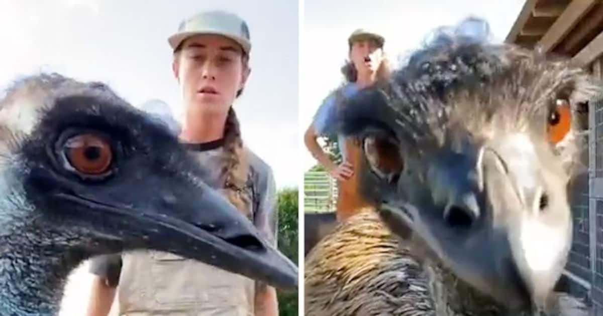 Watch: Emu constantly video bombs owners' TikTok videos; Netizens can't ...