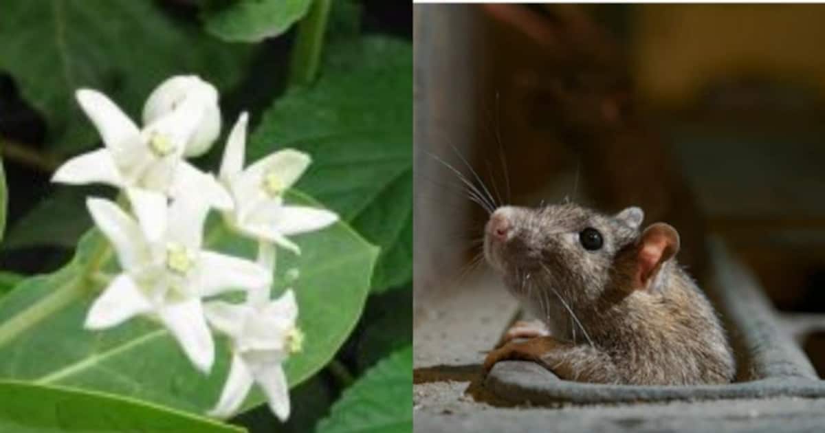 உங்கள் வீட்டில் எலி தொல்லையா..? இந்த ஒரு பால் போதும்...மூலை ...