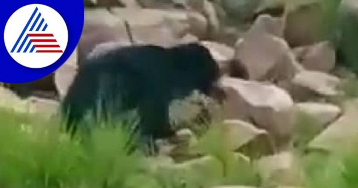 ವಿಜಯನಗರ : ಮೊನ್ನೆ ಚಿರತೆ, ಇಂದು ಕರಡಿ ಪ್ರತ್ಯಕ್ಷ!