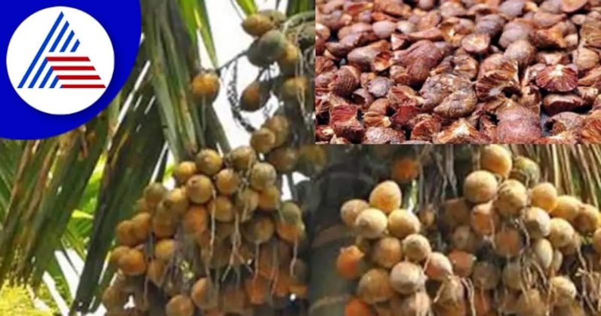 ಅಡಕೆ ಕೊಳೆರೋಗ ನಿಯಂತ್ರಣಕ್ಕೆ ಸಿಗದ ಸಹಾಯಧನ