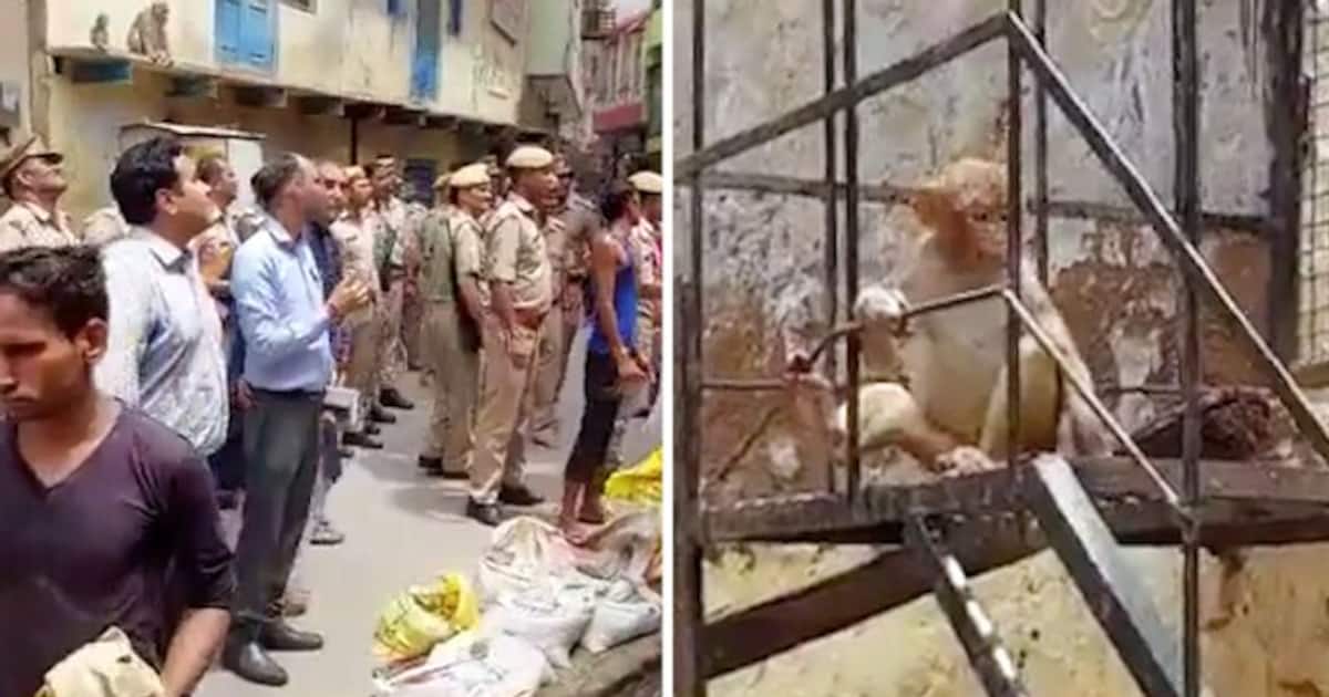 Watch: Monkeys in Vrindavan steal Mathura District Magistrate's glasses