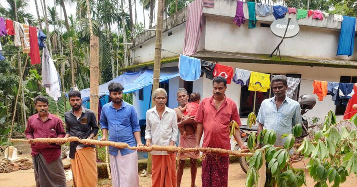 'വേണമെങ്കില്‍ കപ്പ കമുകിലും കായ്ക്കും'; ഉണങ്ങിയ കമുകിനുള്ളിലുണ്ടായ ഏഴര ...