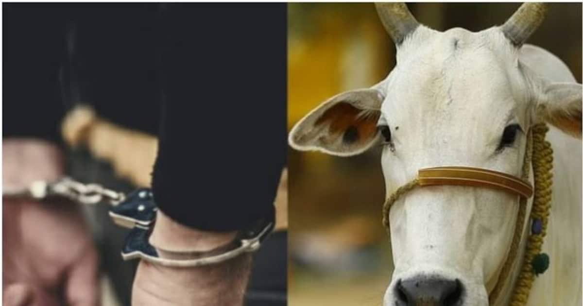 ഗര്ഭിണിയായ പശുവിനെ പ്രകൃതി വിരുദ്ധ പീഡനത്തിനിരയാക്കി രാത്രിയില് പശു ചത്തു യുവാവ് അറസ്റ്റില്