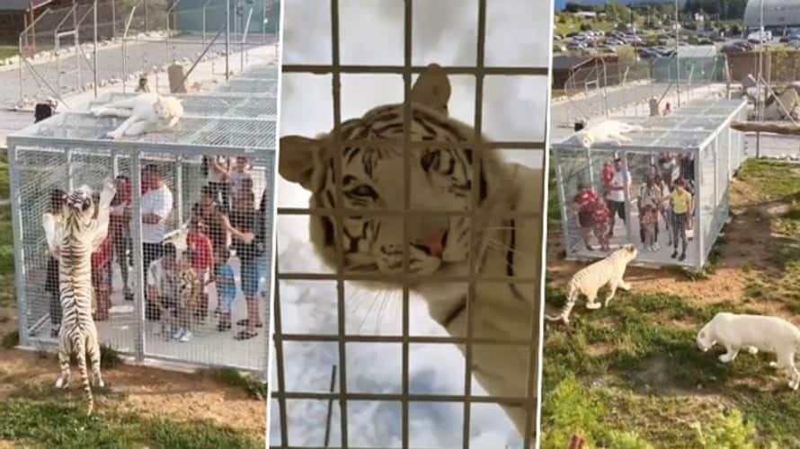Unique zoo which locks humans in cages instead of animals; crazy video ...