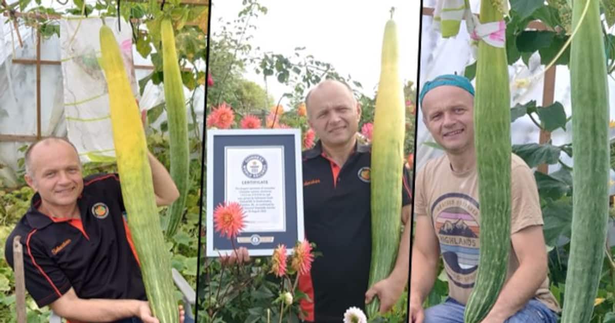 Watch: viral video shows UK man with World's longest home-grown cucumber