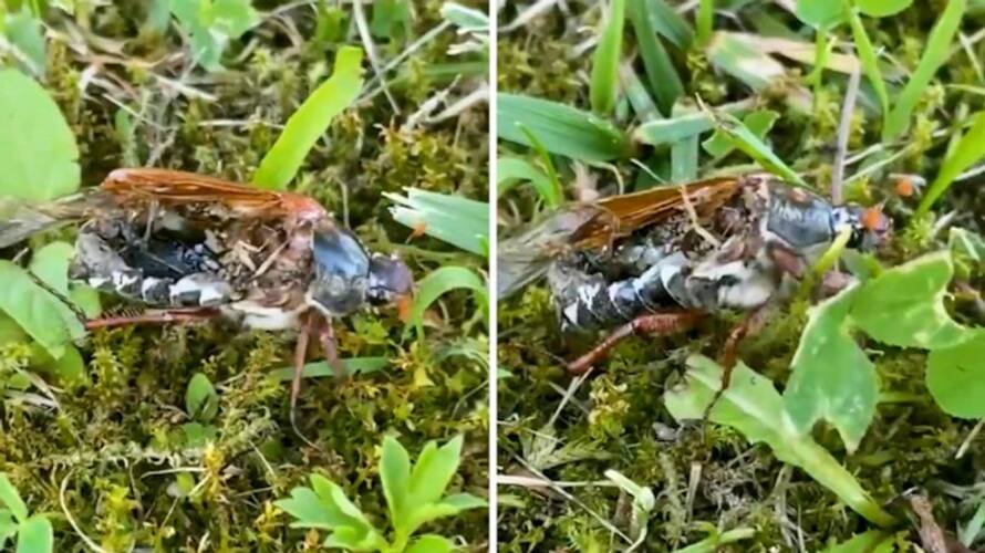 Video of zombie bug moving over grassland goes viral; Netizens are left ...