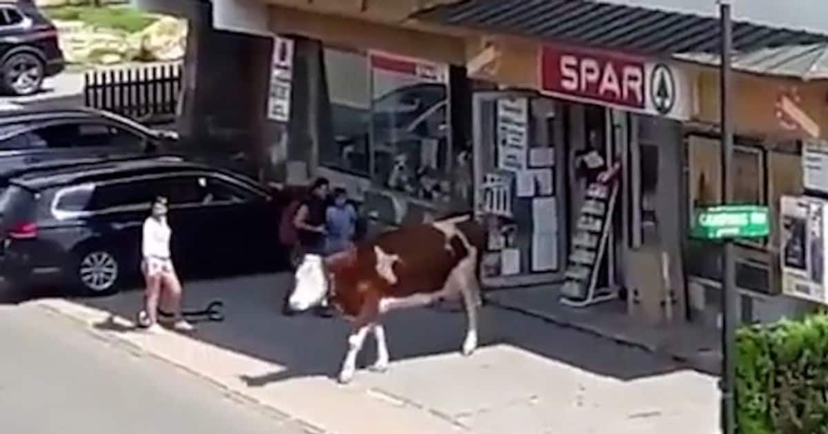 Watch: Cow walking out casually from supermarket in Austria goes viral ...