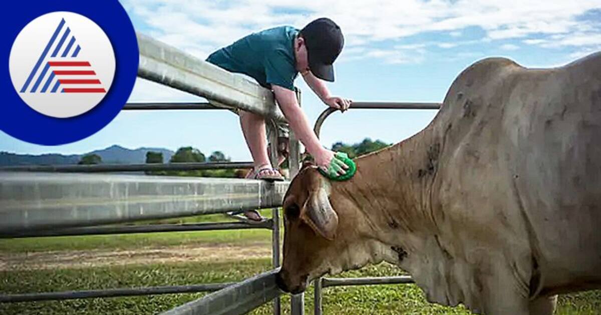 ಚೀನಾದ ವಿಜ್ಞಾನ, ದಿನಕ್ಕೆ 140 ಲೀಟರ್‌ ಹಾಲು ಕೊಡೋ 'Super Cow'!