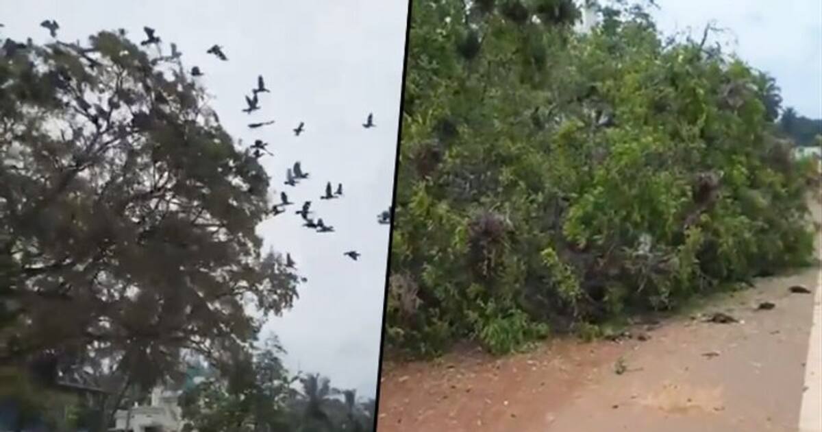 Horrifying video shows hundreds of birds killed after tree chopped off ...