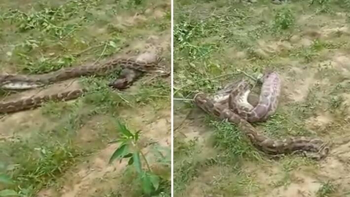 പെരുമ്പാമ്പ് വിഴുങ്ങുന്നത് എന്തിനെയാണെന്ന് നോക്ക്; അപൂര്‍വമായ വീഡിയോ ...