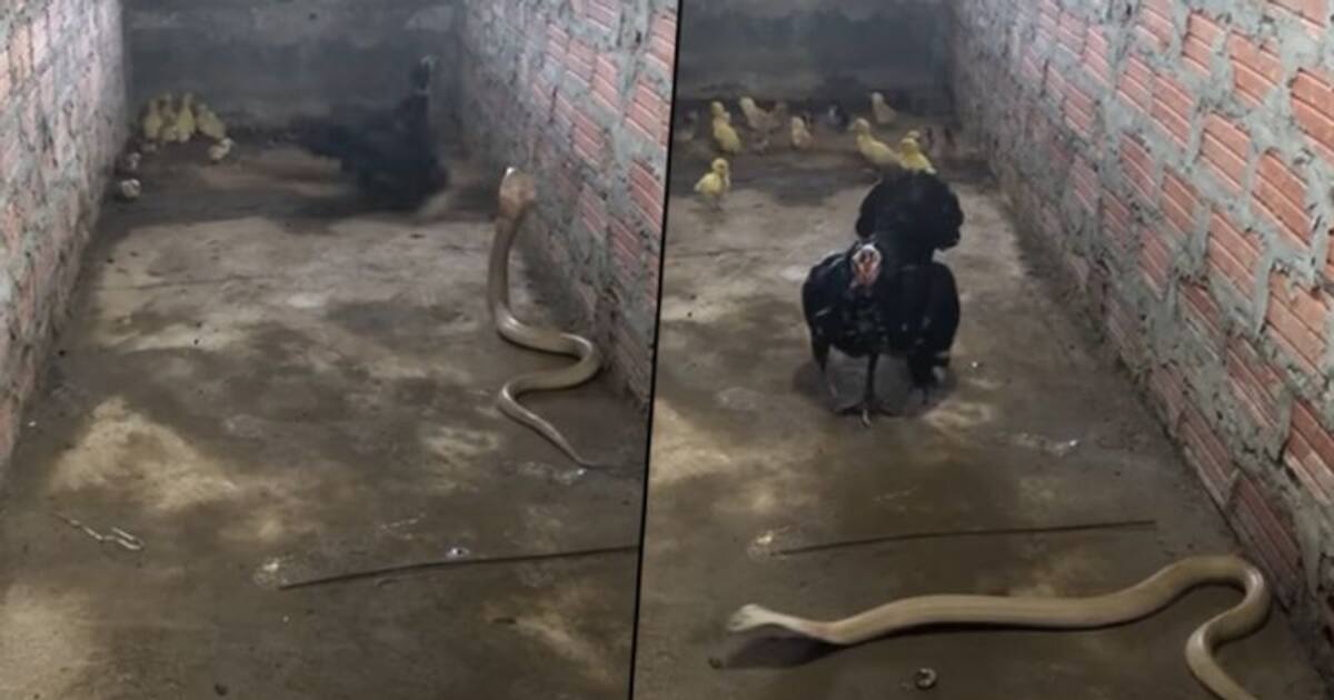 Mother chicken ferociously fights with King Cobra to save her chicks ...