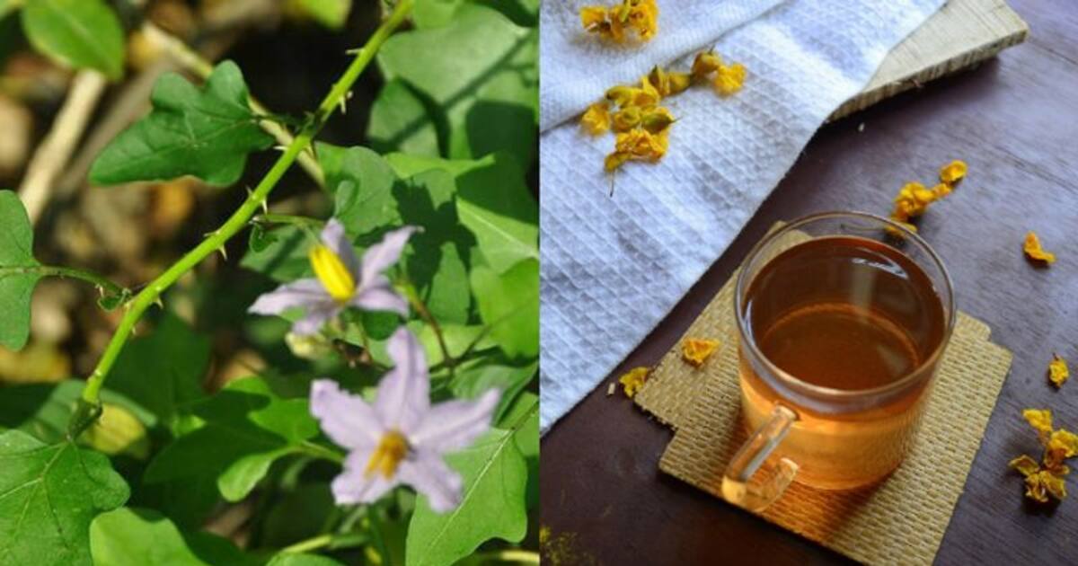 Thuthuvalai benefits: நீரழிவு பிரச்சனைக்கு தீர்வு தரும் தூதுவளை ...