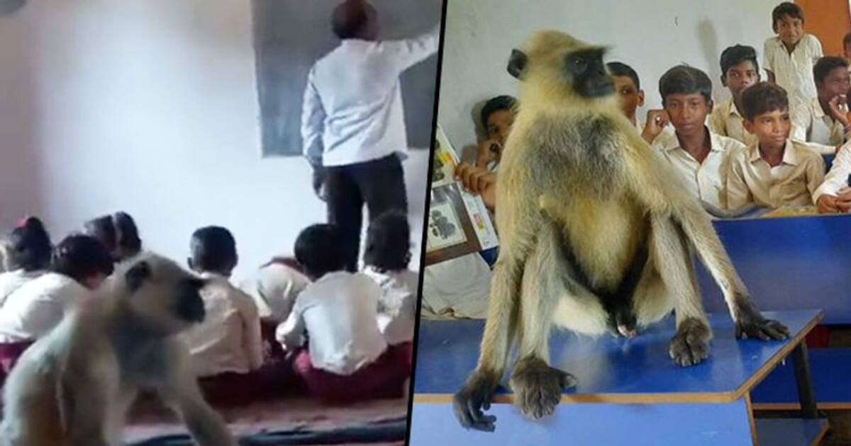 Watch: Monkey attends class with Govt school students in Jharkhand