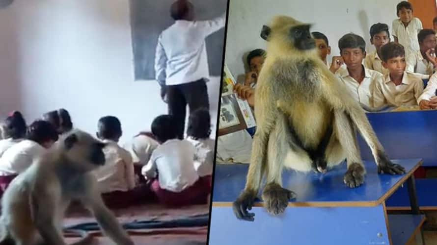 Watch: Monkey attends class with Govt school students in Jharkhand