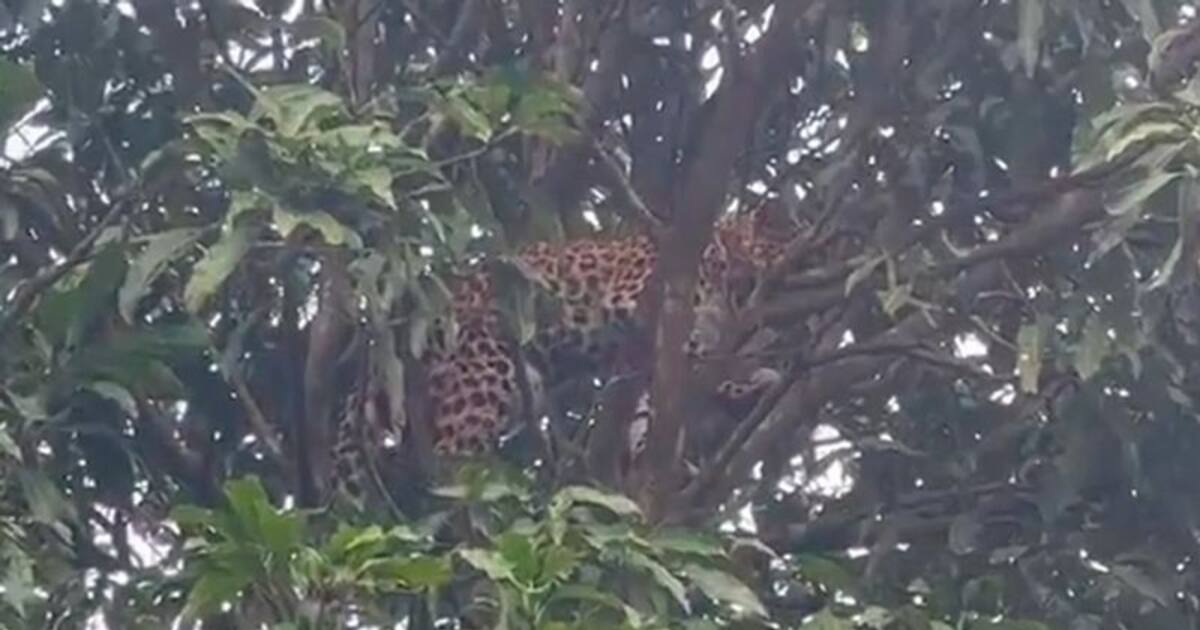 Leopard stuck on mango tree, rescued after eight long hours: watch video