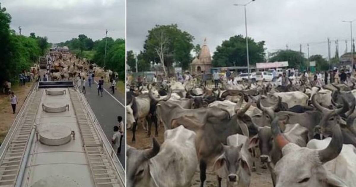ആയിരക്കണക്കിന് പശുക്കളെ റോഡിലേക്ക് അഴിച്ചുവിട്ടു, പ്രതിഷേധം ഗുജറാത്ത് ...