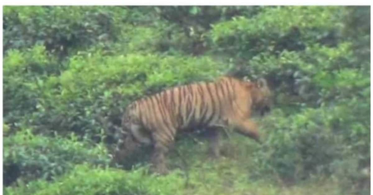 munnar tiger attak:10 பசுக்களை அடித்துக் கொன்ற புலி: மூணாறு மக்கள் பீதி ...