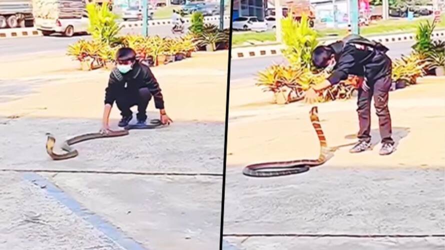 Boy catches giant king cobra with bare hands; find out what happens next