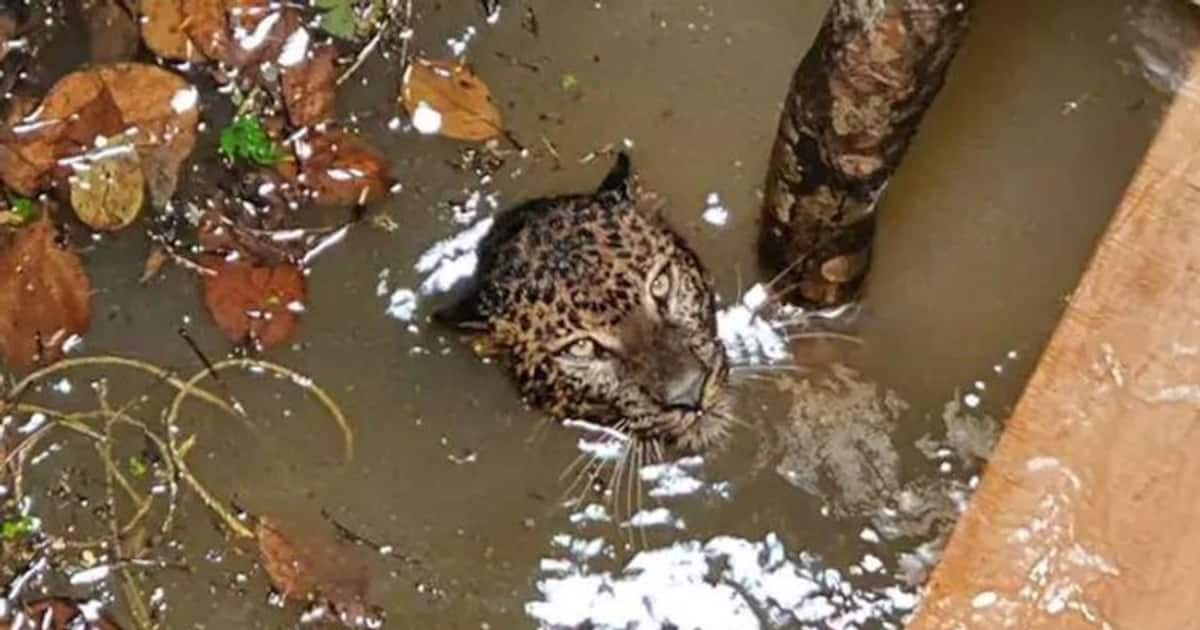 Leopard falls into a family's well in Kerala's Wayanad, rescued after hours