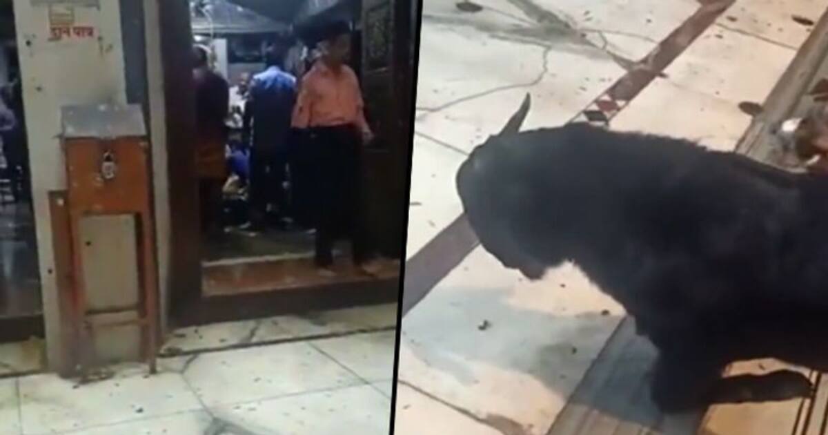 Goat kneels down, prays to Lord Shiva during aarti at Kanpur temple ...
