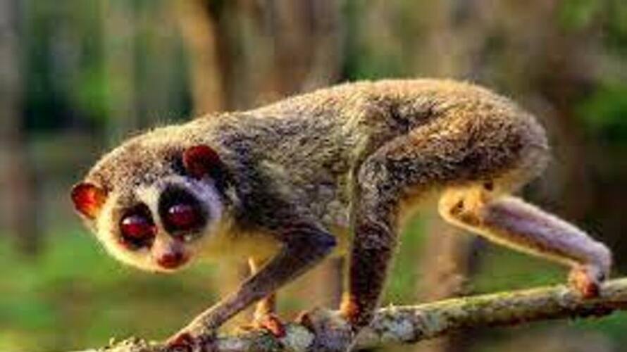 11 ஆயிரம் ஏக்கரில் முதல்முறையாக தமிழகத்தில் ”தேவாங்கு சரணாலயம்”.. எங்கு ...