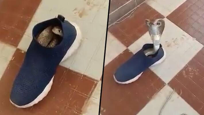 Watch: Giant Cobra hides inside shoe; hair-raising video goes viral