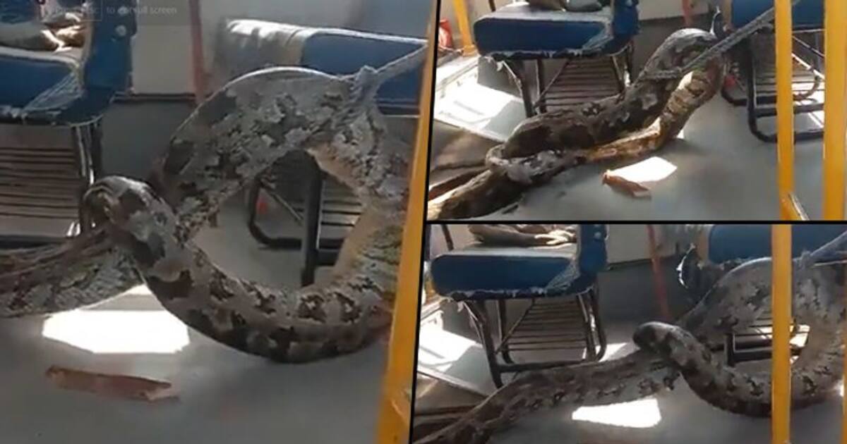 Watch: Giant python crawls inside UP school bus; rescued