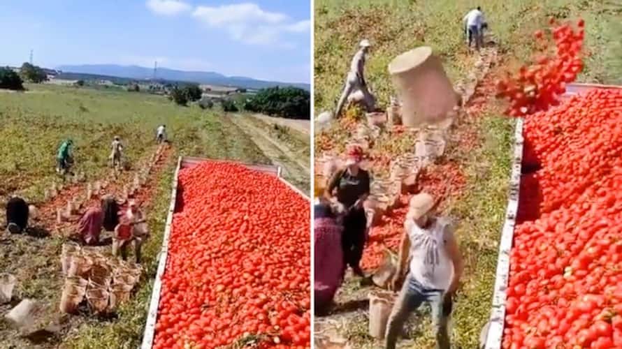 Watch: Man's unique way of loading tomatoes to the truck stuns internet