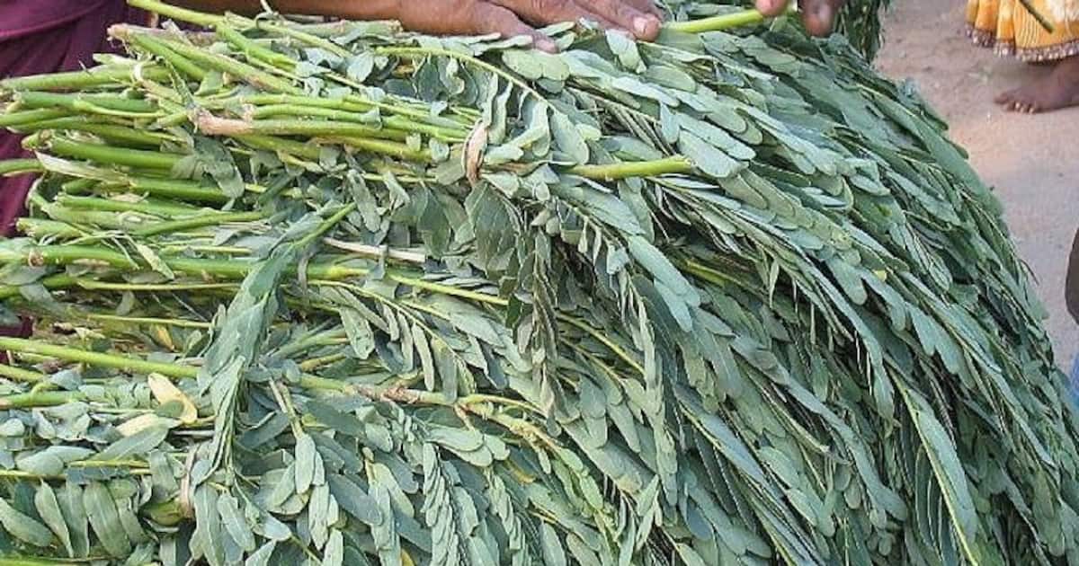 Agathi Keerai: ஆரோக்கியம் காக்கும் அகத்திக் கீரை: அளப்பரிய மருத்துவப் ...