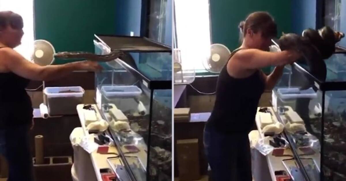 Watch: Pet snake attacks owner while removing it from cage; netizens ...
