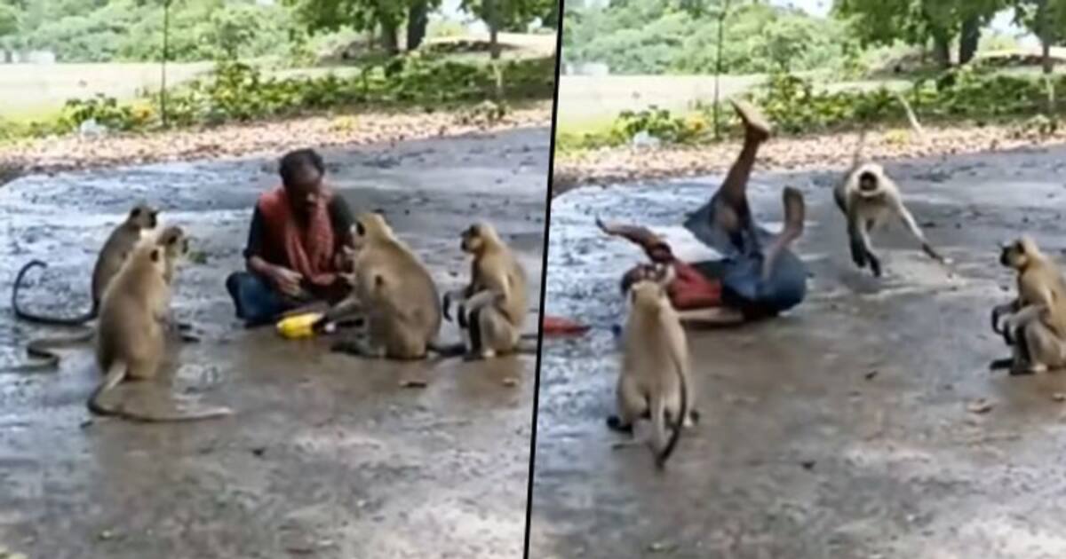 Monkey attack man after he refused to give chips; hilarious video goes ...