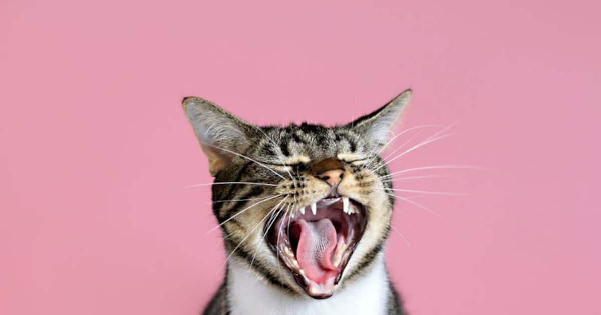 Does Your Cat Hate You Here Are Some Signs And Reasons This Can Happen does-your-cat-hate-you-here-are-some-signs-and-reasons-this-can-happen
