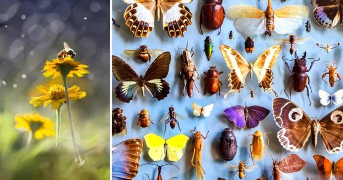 பருவநிலை மாற்றத்தால் பூமியில் உள்ள 65% பூச்சிகள் அழிந்து போகும் ...