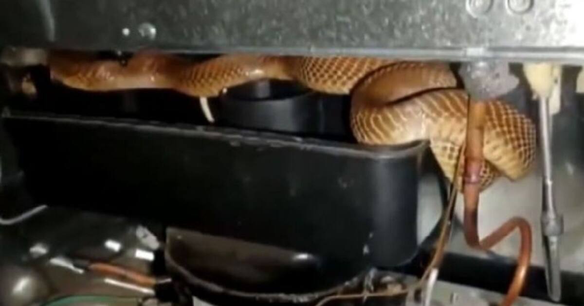 ഫ്രിഡ്ജിനടിയില്‍ ഒളിച്ചിരുന്ന് കൂറ്റൻ മൂര്‍ഖൻ; വീഡിയോ വൈറലാകുന്നു