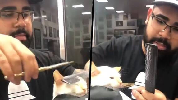 Barber gives haircut to cat; viral video will make your day