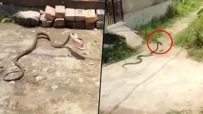 Watch: Snake steals footwear and rushes like a thief; hilarious video ...
