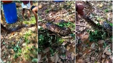 കളപ്പുരയിൽ അജിയുടെ വീട്ടുപറമ്പിൽ 3 വമ്പൻ പെരുമ്പാമ്പുകൾ, നാട്ടുകാർ വിട്ടില്ല, പിടികൂടി