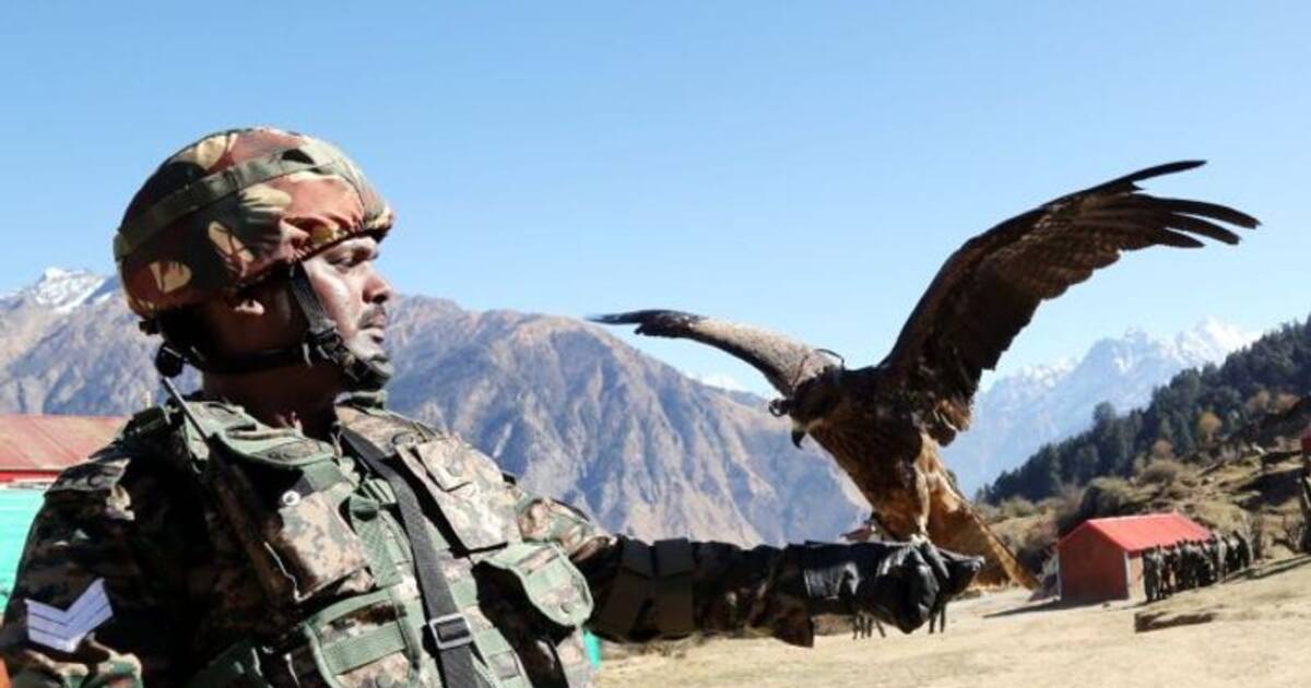 Army training black kites and dogs with mounted surveillance cameras ...