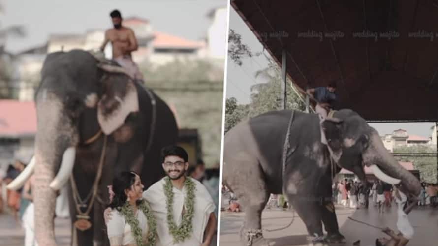 Newly-wed Kerala couple's photoshoot captures elephant attack; video ...