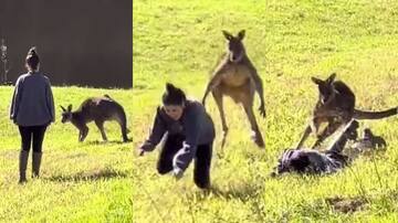 പിന്നിലൂടെ തൊടാനെത്തിയ വിനോദ സഞ്ചാരിയായ യുവതിയെ ഓടിച്ച് ആക്രമിച്ച് കംഗാരു