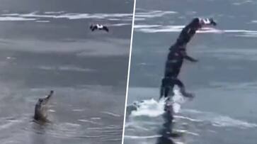 Alligator jumps out of water to grab an unusual prey; video amazed netizens