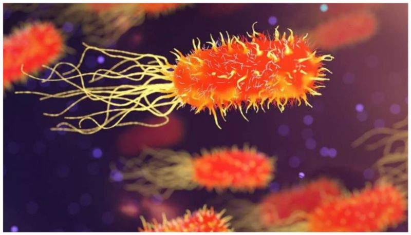 What is Brain-eating amoeba? Know its symptoms, prevention and chances ...